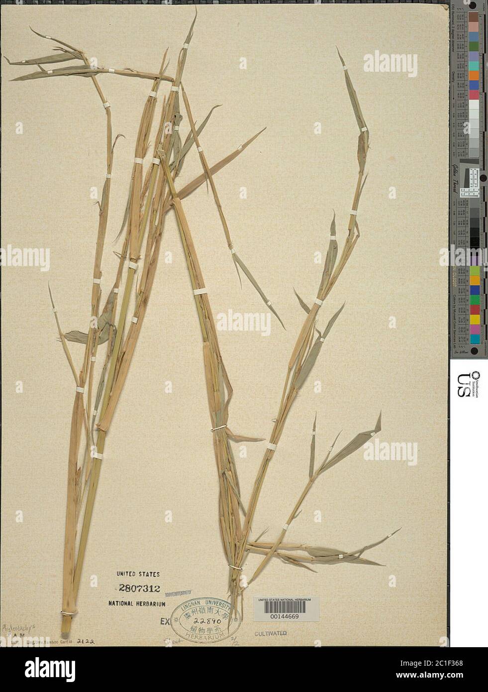 Phyllostachys sp Phyllostachys sp Stock Photo - Alamy