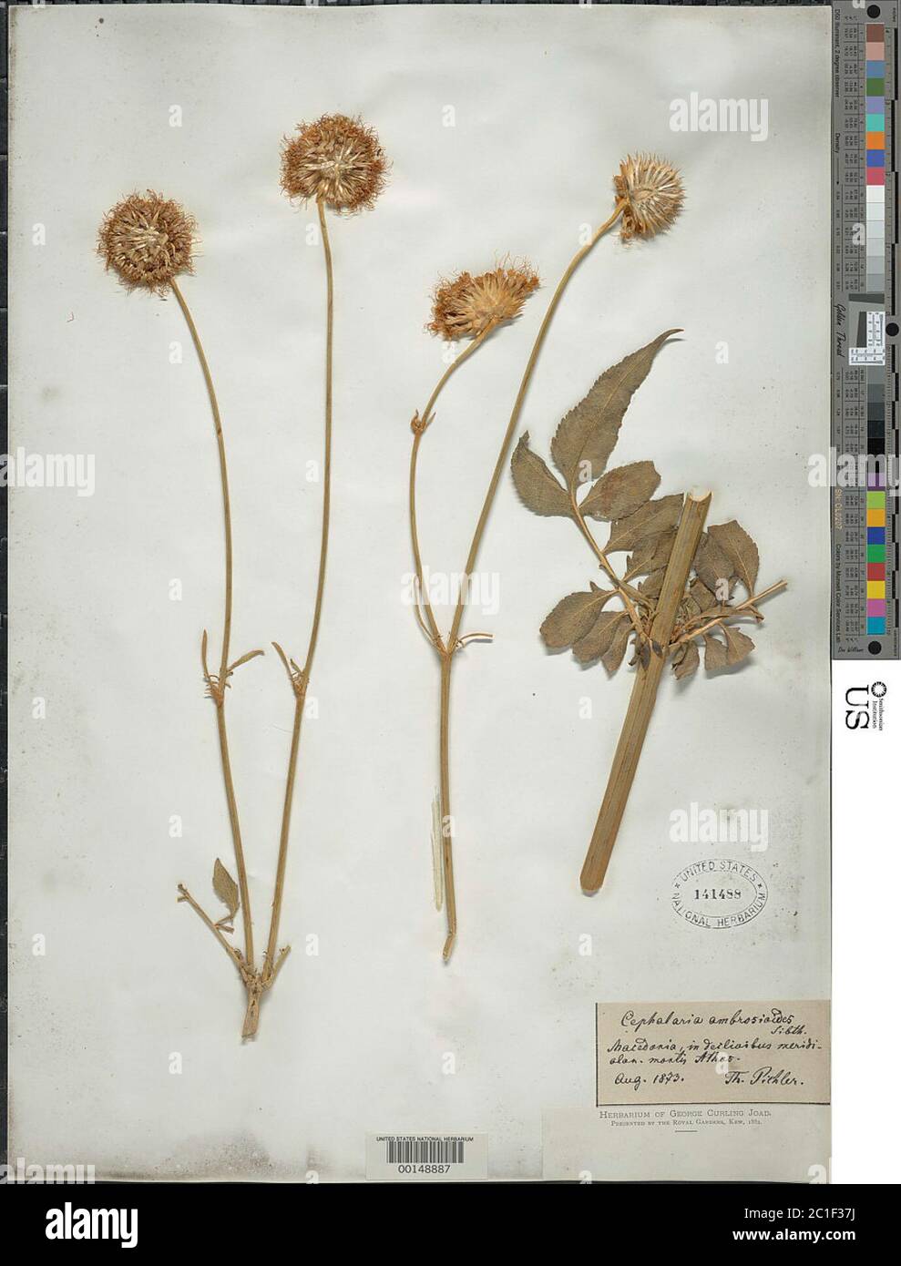 Cephalaria ambrosioides Sibth Small Boiss Sprun Cephalaria ambrosioides ...