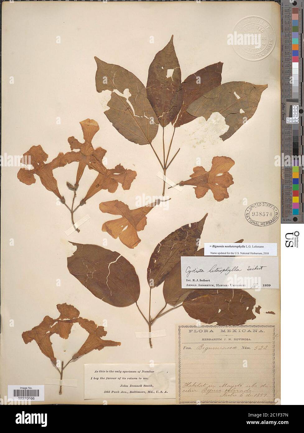 Bignonia neoheterophylla LG Lohmann Bignonia neoheterophylla LG Lohmann ...