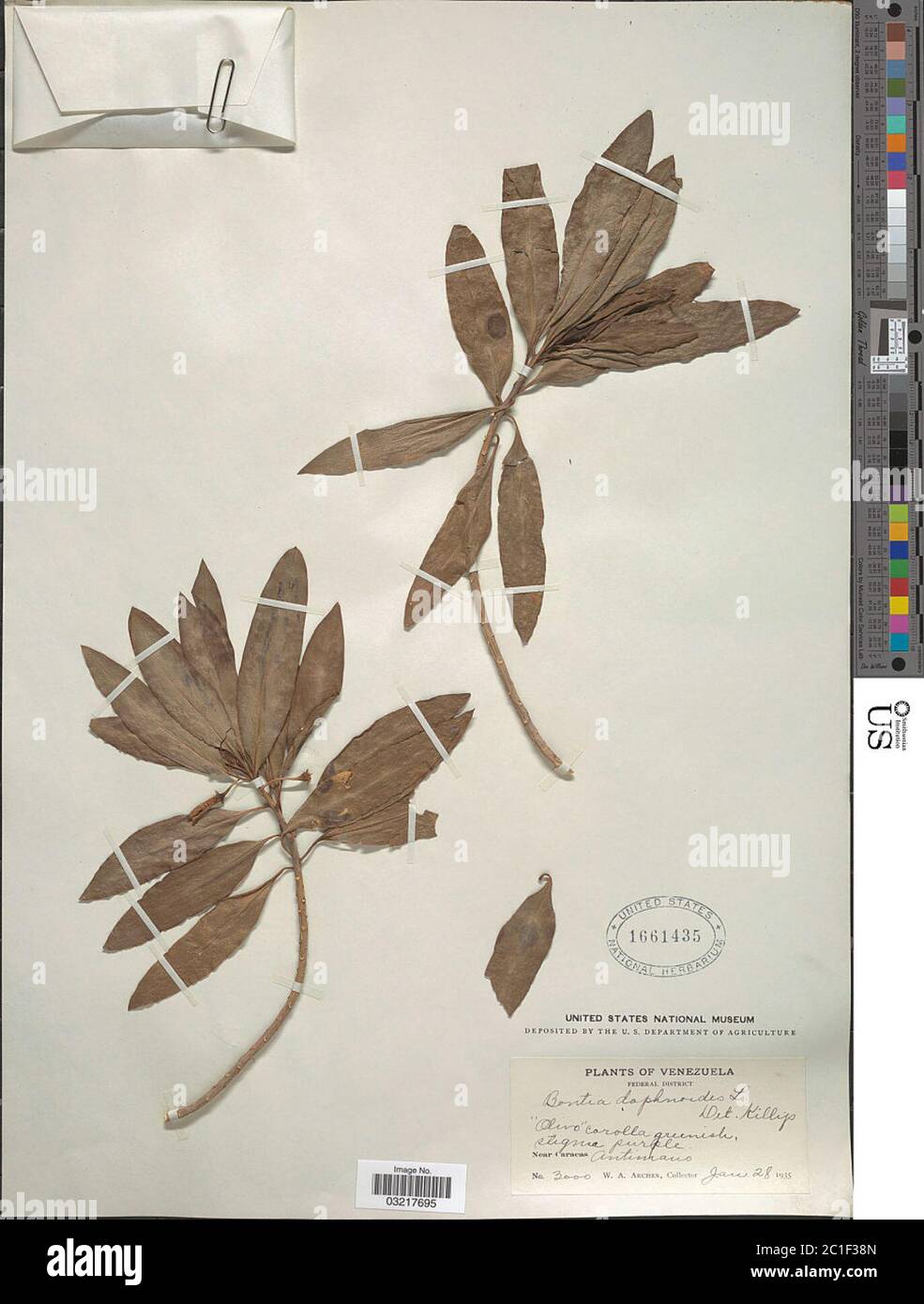 Bontia daphnoides L Bontia daphnoides L Stock Photo - Alamy