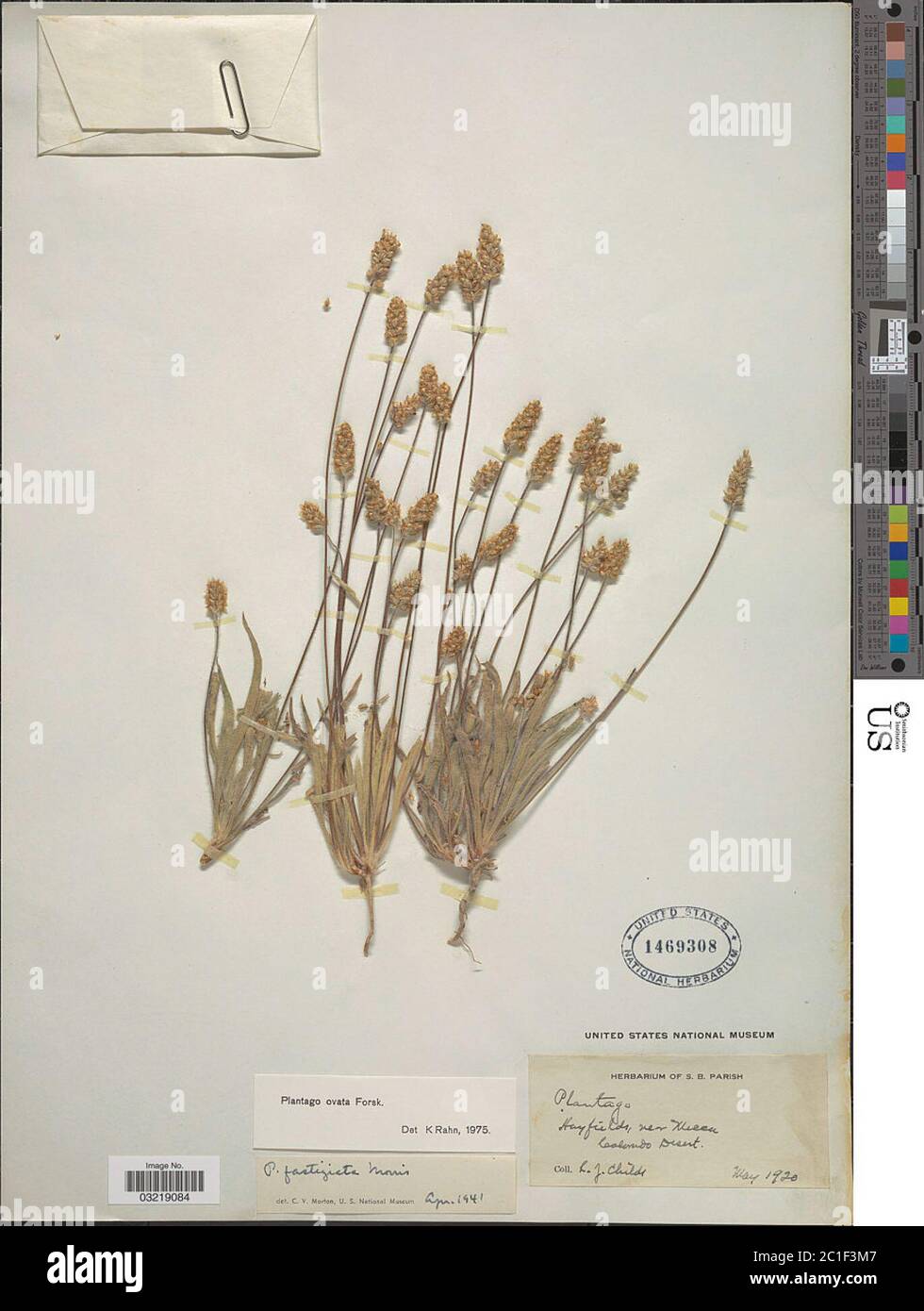 Plantago ovata Forssk Plantago ovata Forssk Stock Photo - Alamy