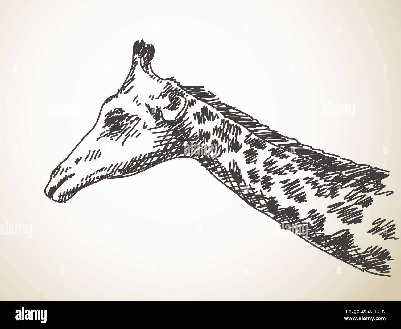 Giraffe portrait, Hand drawn vector illustration Stock Vector Image ...