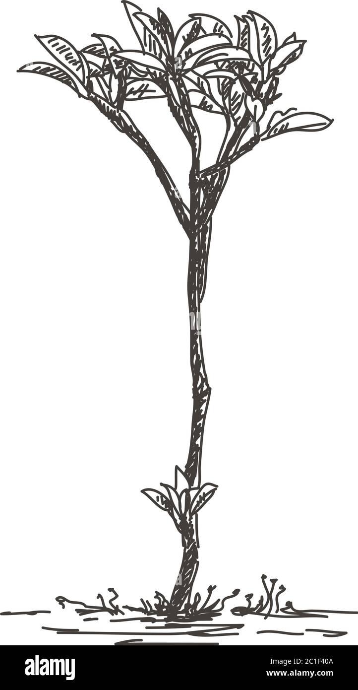 Sketch of small tree, Hand drawn Vector illustration Stock Vector Image ...