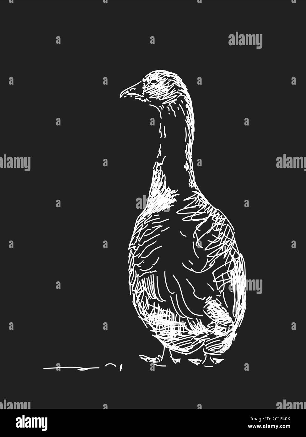 Goose from back Vector Hand drawn illustration White sketch on black ...