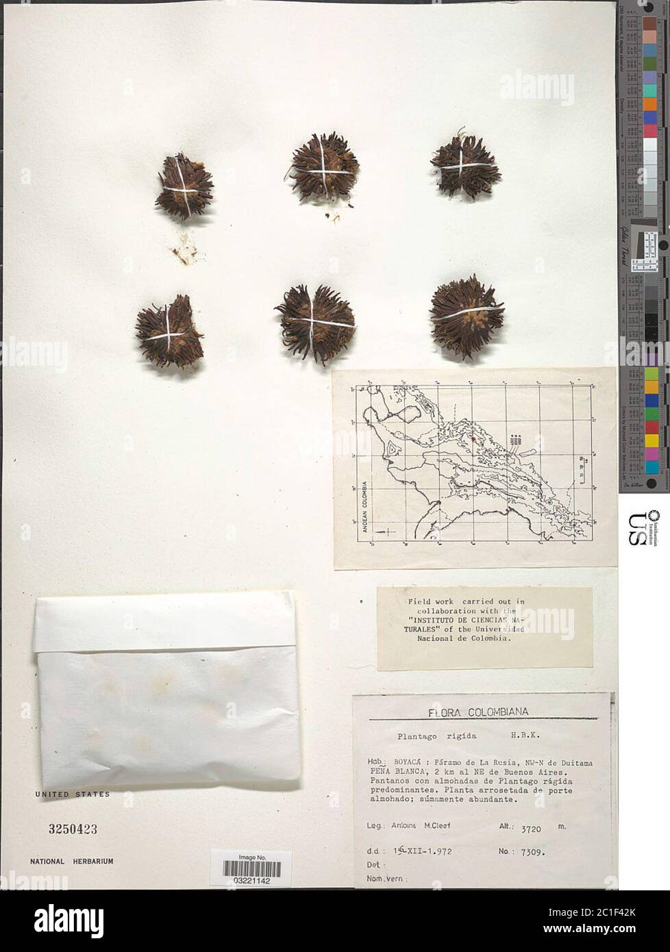 Plantago rigida HBK Plantago rigida HBK Stock Photo - Alamy