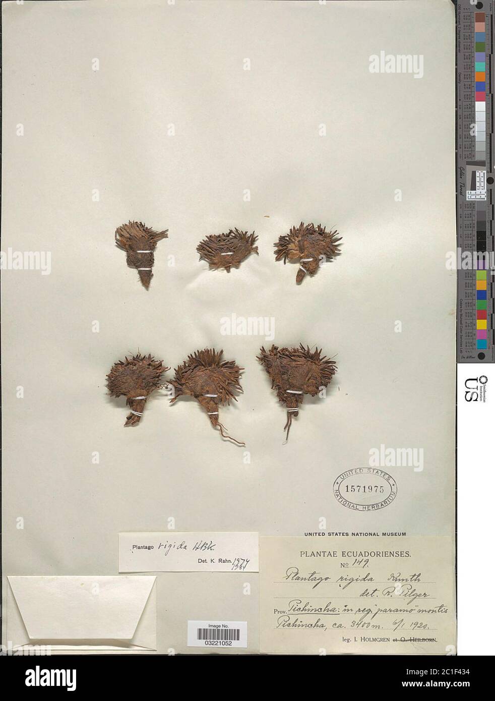 Plantago rigida HBK Plantago rigida HBK Stock Photo - Alamy