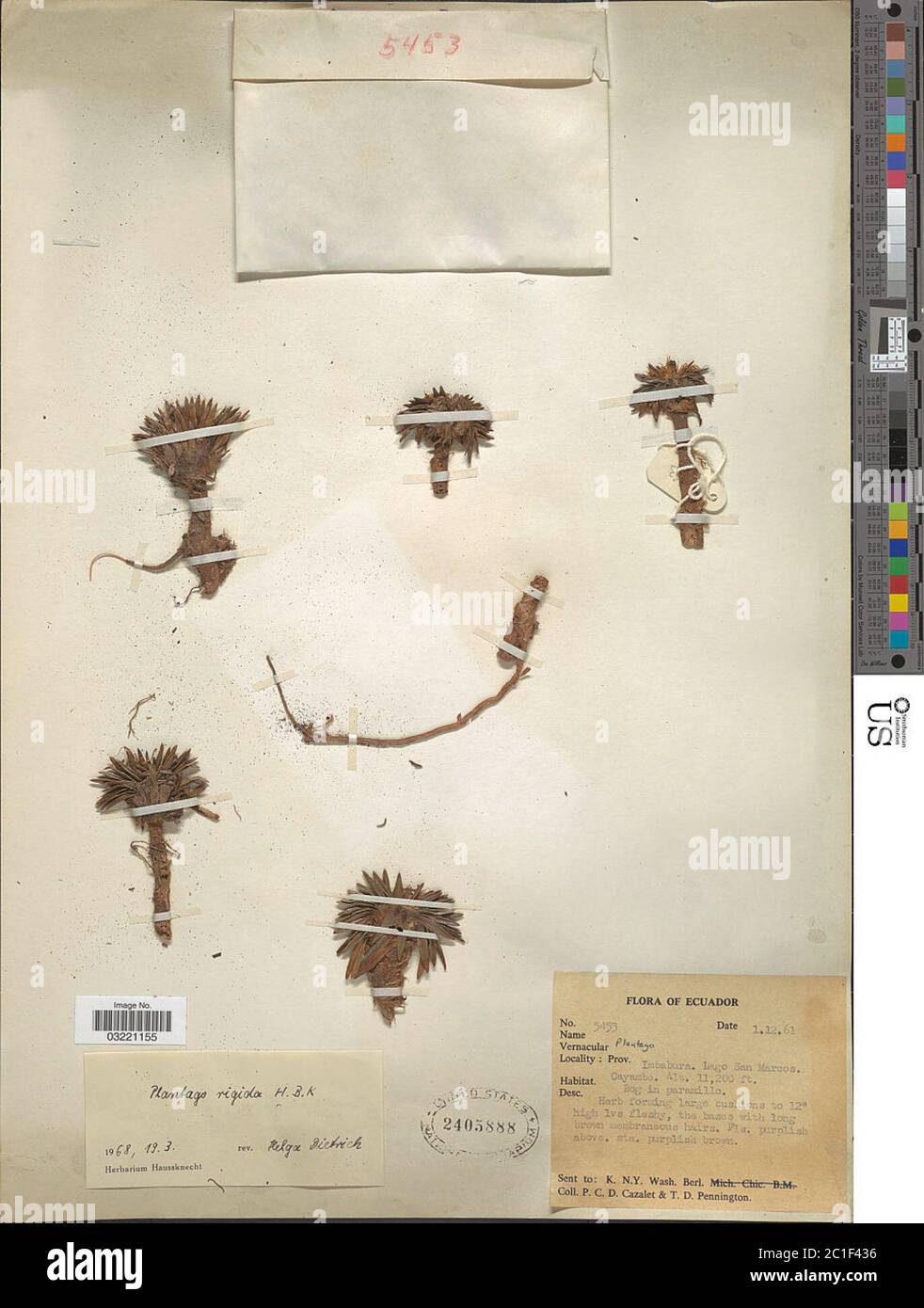 Plantago rigida HBK Plantago rigida HBK Stock Photo - Alamy