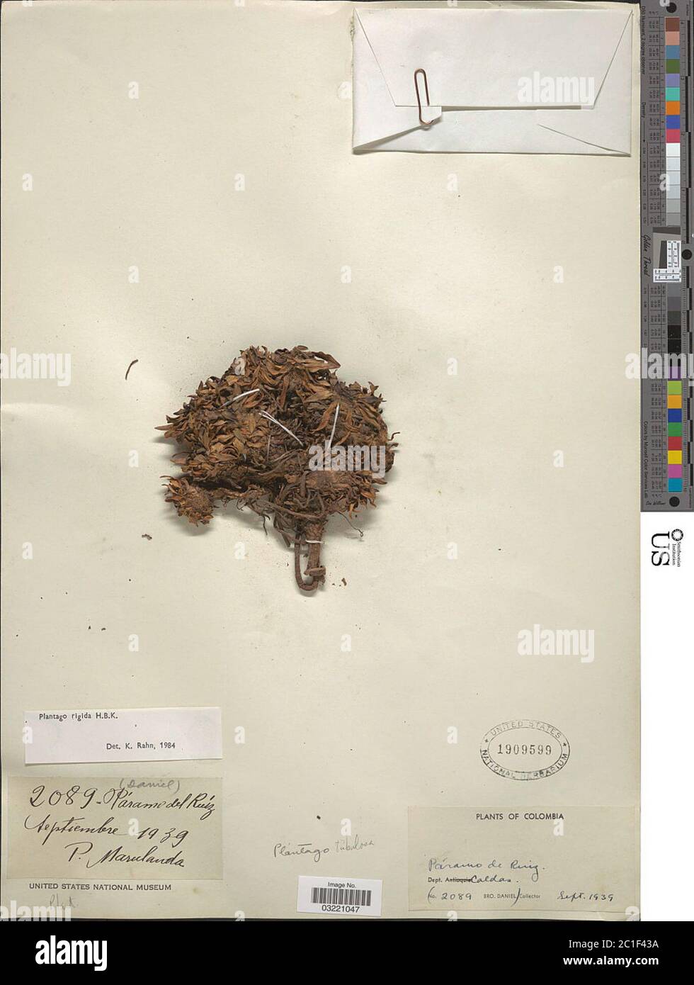 Plantago rigida HBK Plantago rigida HBK Stock Photo - Alamy