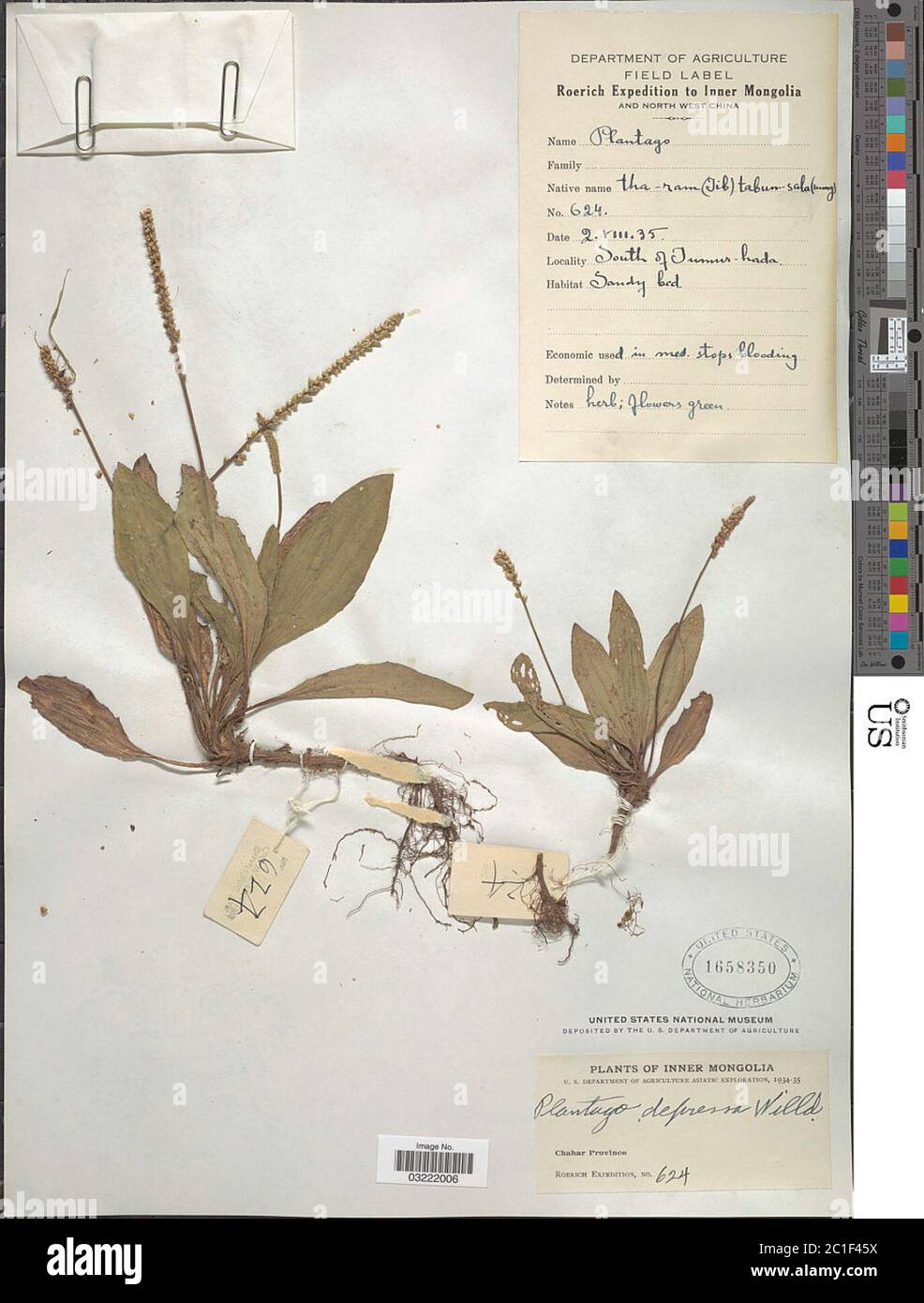 Plantago depressa Willd Plantago depressa Willd Stock Photo - Alamy