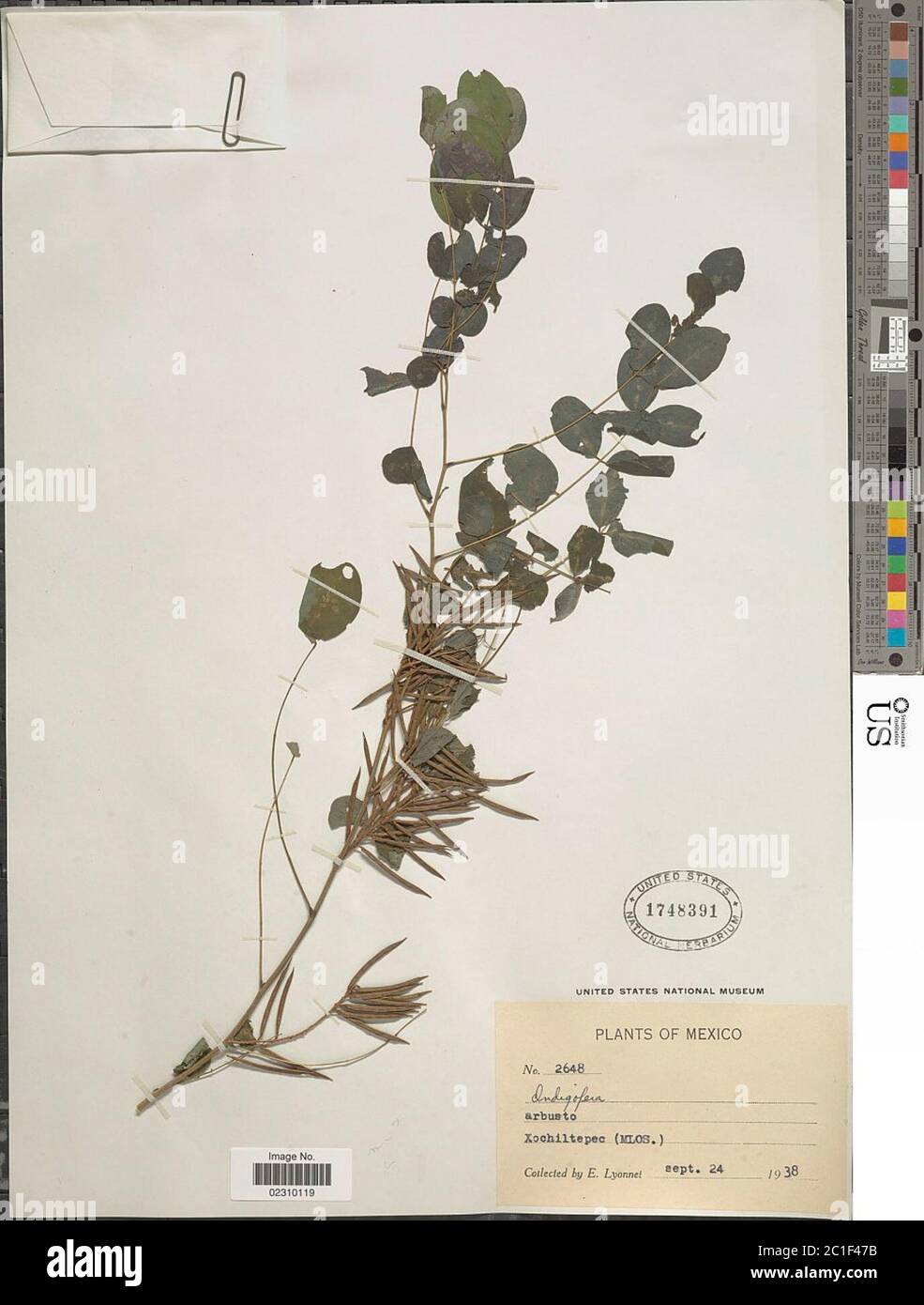 Indigofera sp Indigofera sp Stock Photo - Alamy