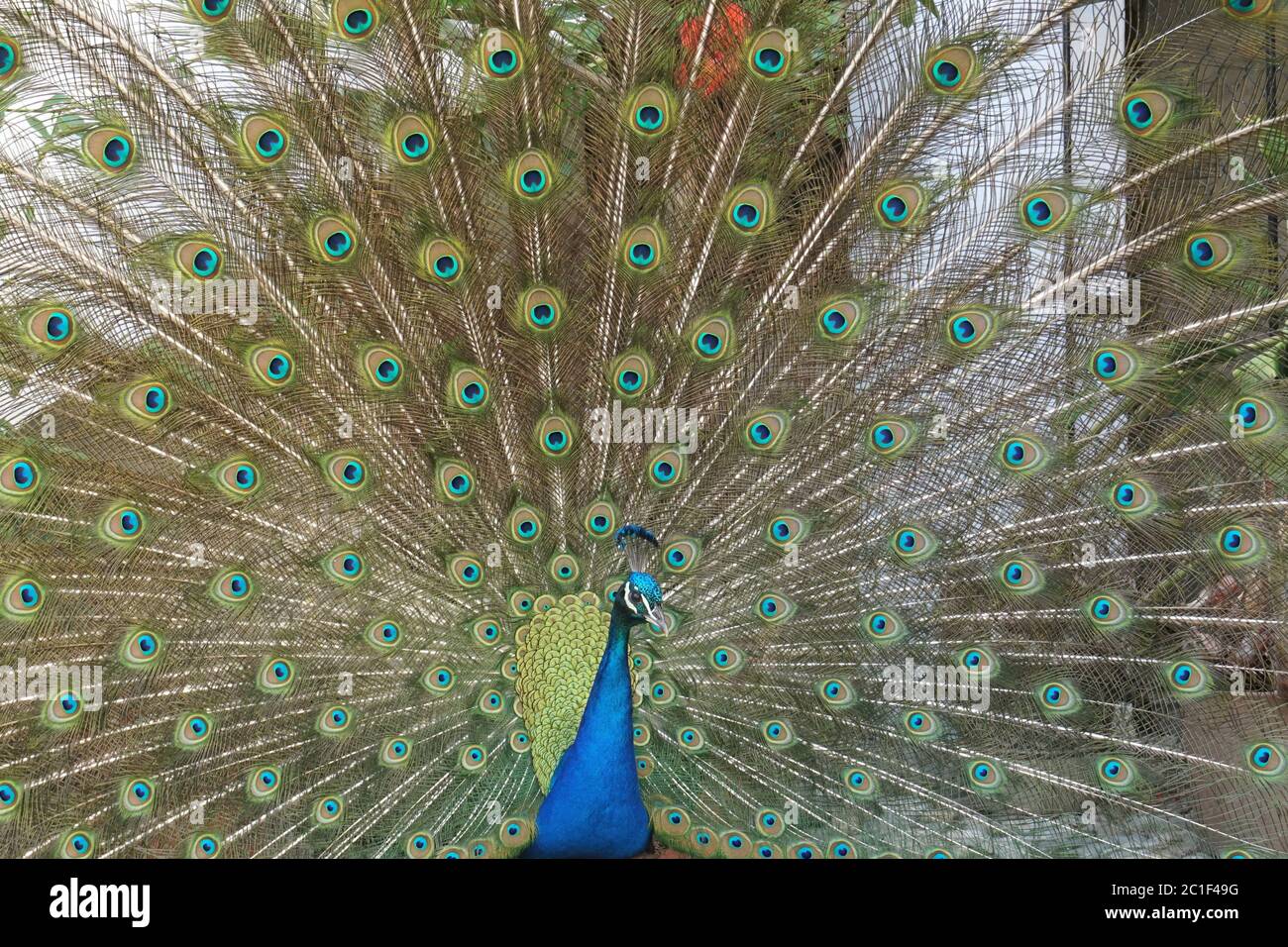 peacock close up Stock Photo - Alamy