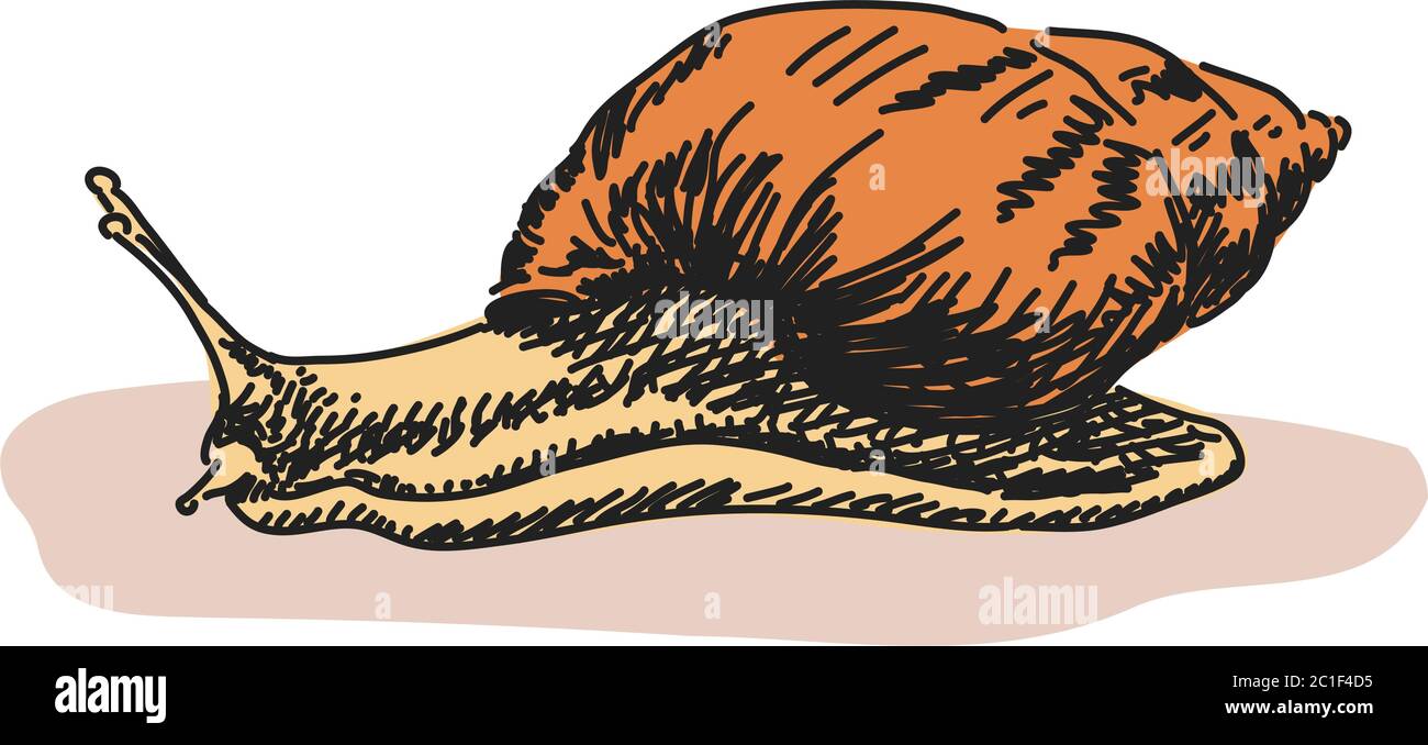 Color sketch of snail Vector illustration Hand drawn Stock Vector Image ...