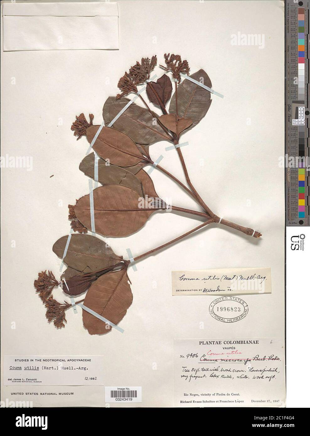 Couma hi-res stock photography and images - Alamy