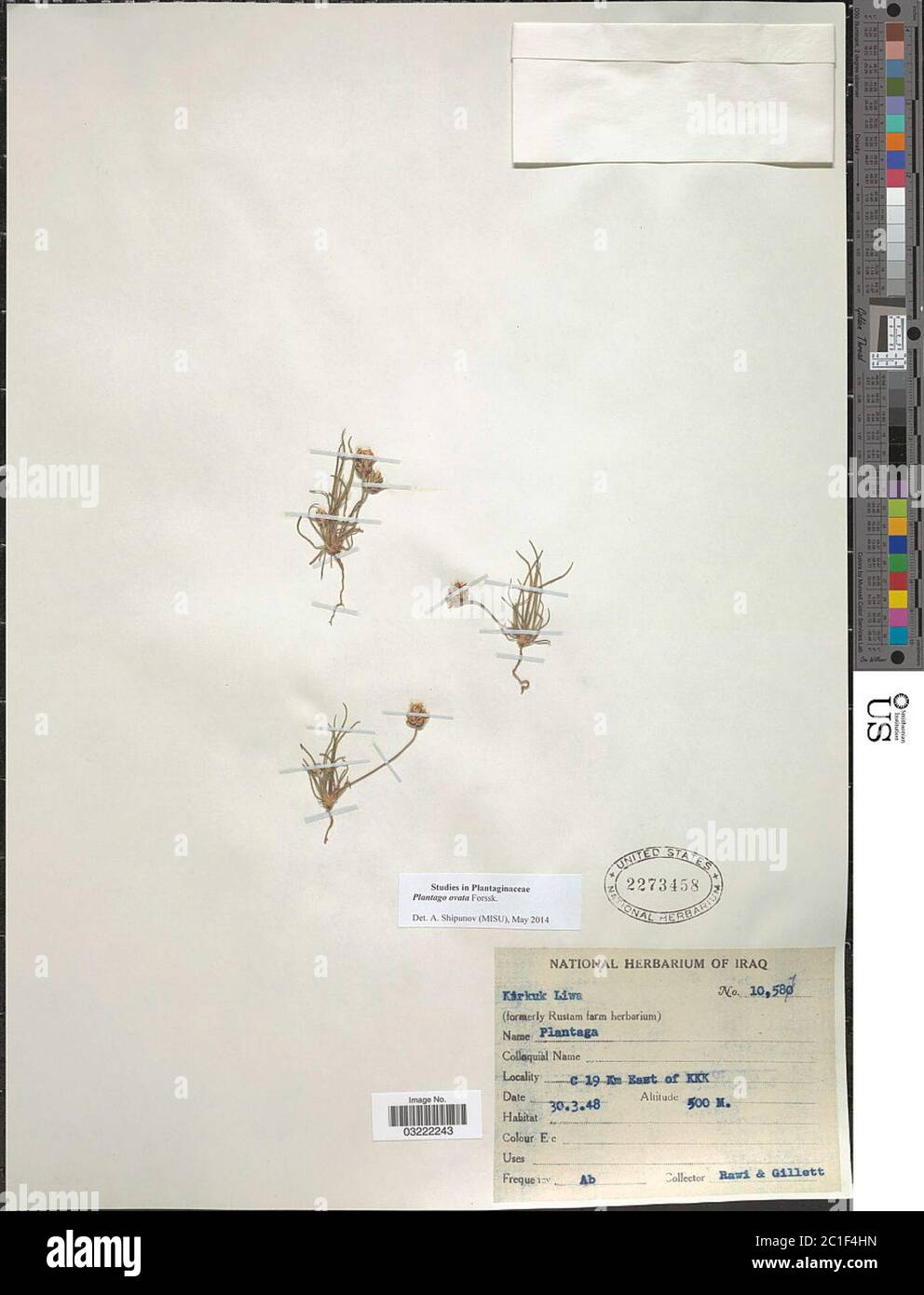 Plantago ovata Forssk Plantago ovata Forssk Stock Photo - Alamy