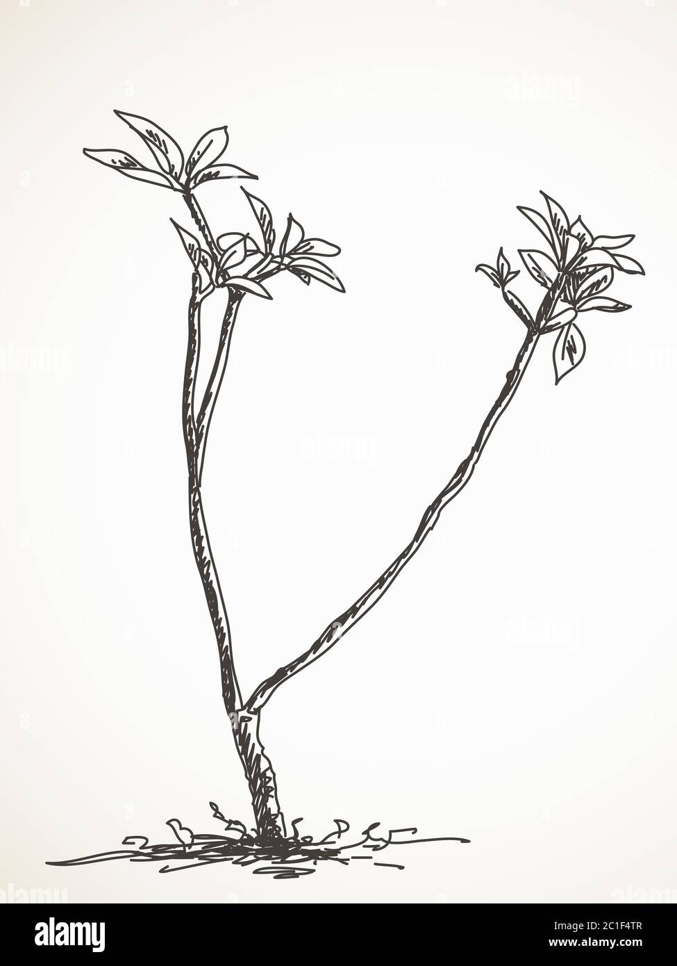 Sketch of small tree, Hand drawn Vector illustration Stock Vector Image ...