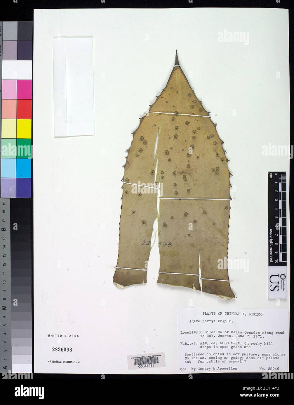 Agave parryi Agave parryi Stock Photo - Alamy