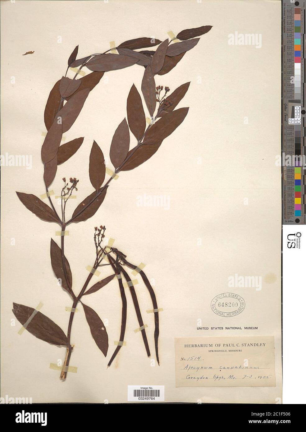 Apocynum l hi-res stock photography and images - Alamy