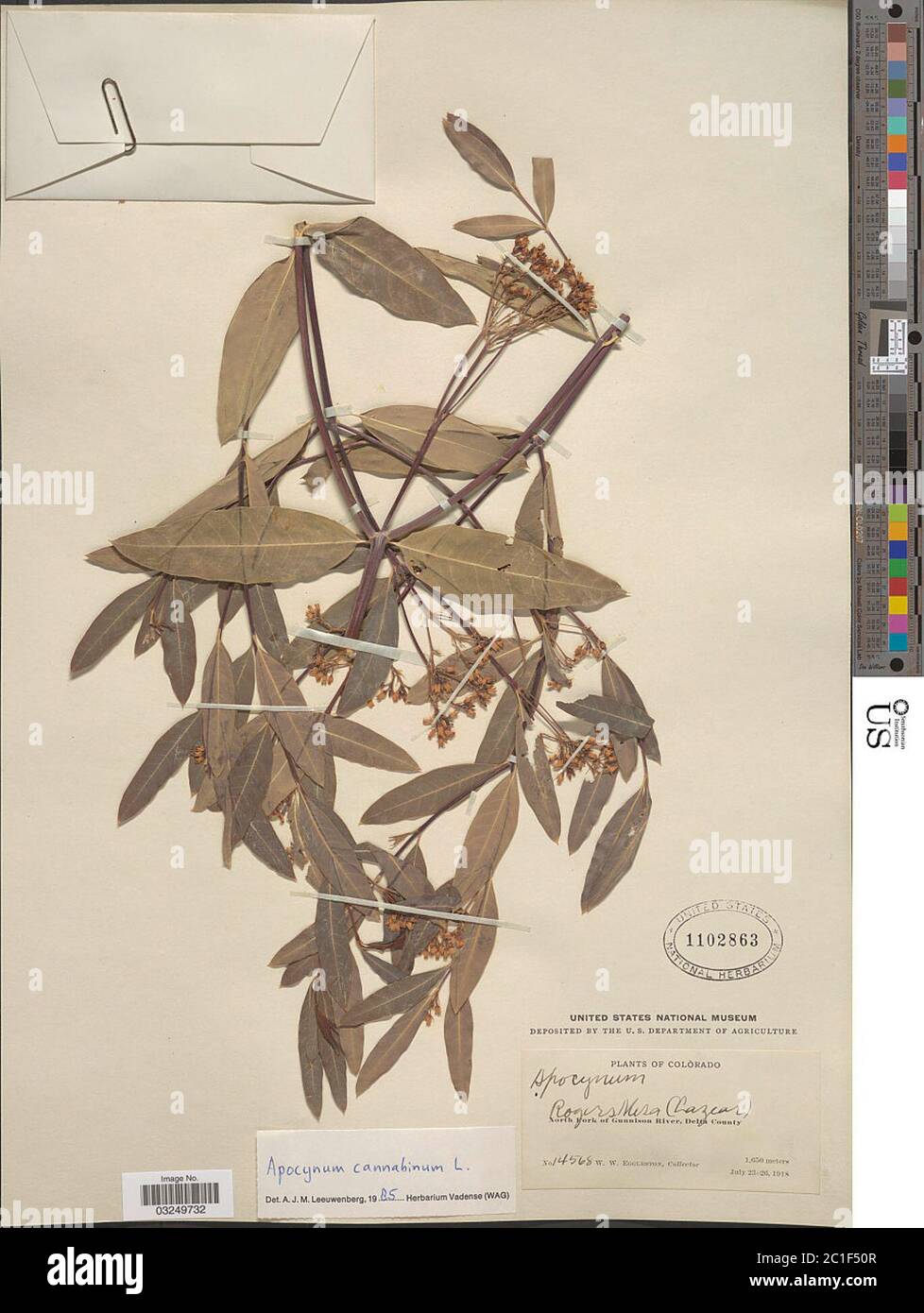 Apocynum l hi-res stock photography and images - Alamy