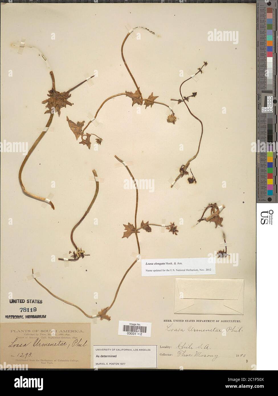 Loasa elongata Loasa elongata Stock Photo - Alamy