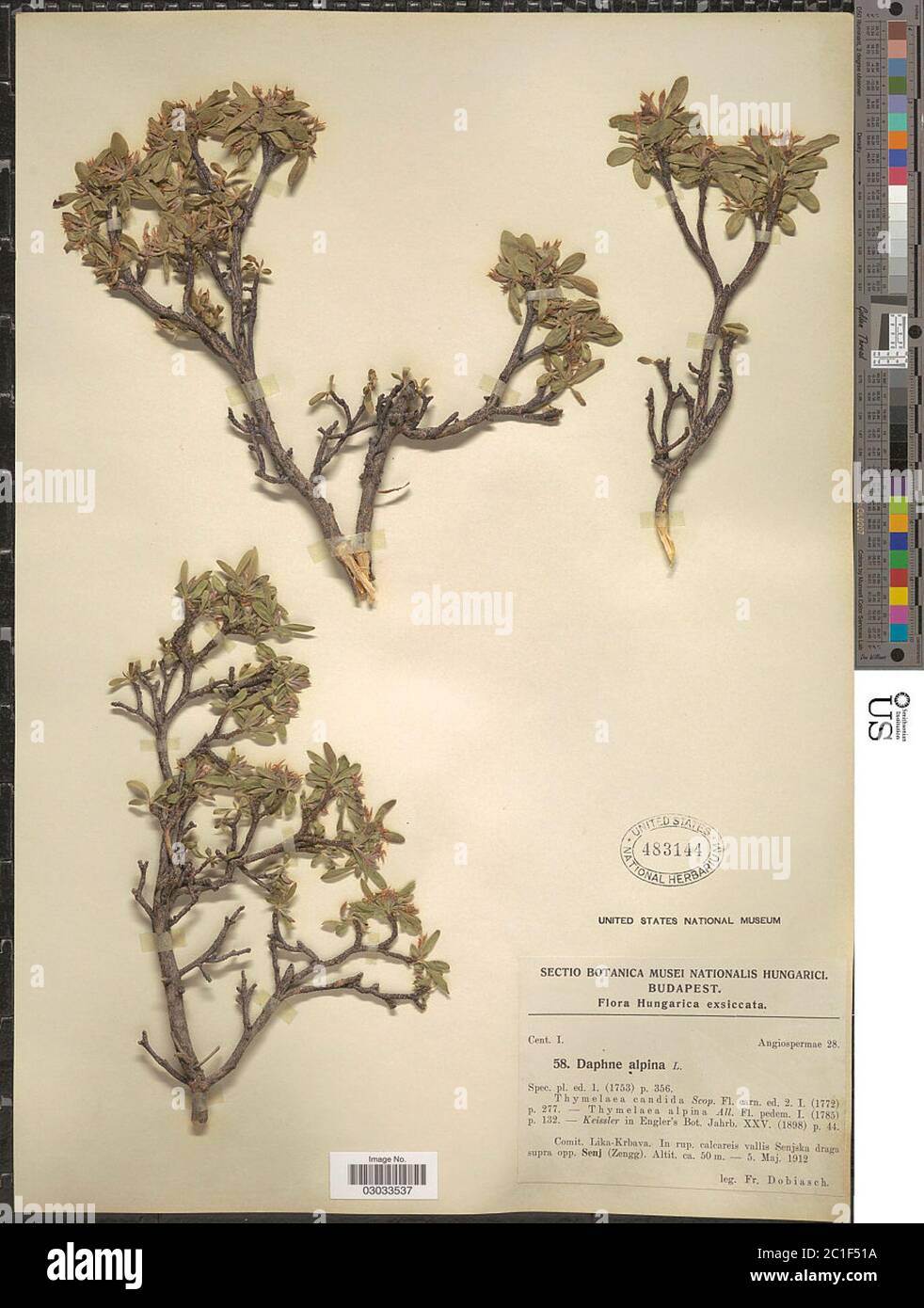 Daphne alpina hi-res stock photography and images - Alamy