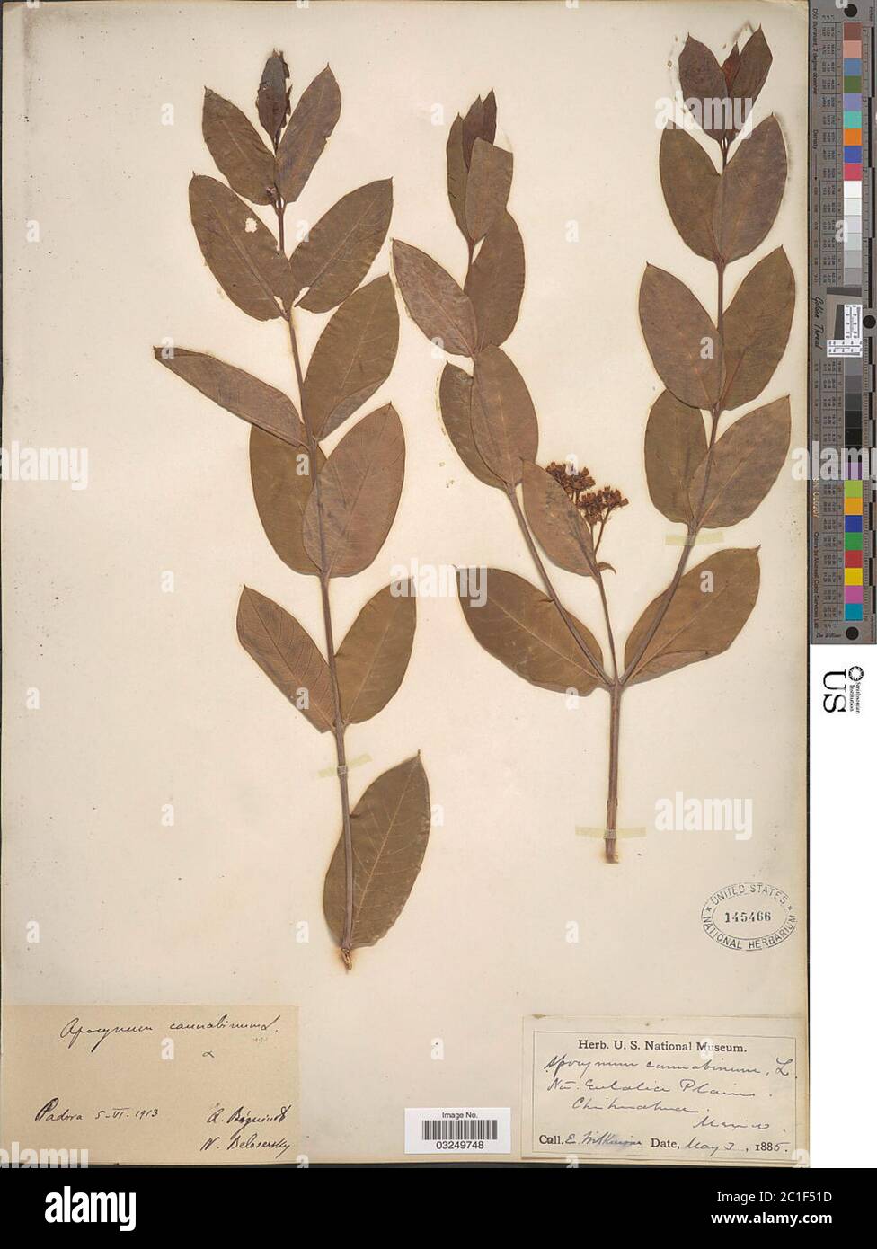 Apocynum l hi-res stock photography and images - Alamy