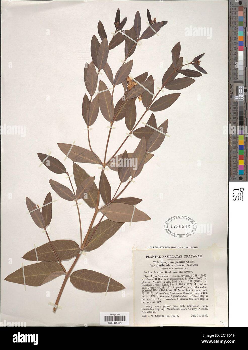 Apocynum species hi-res stock photography and images - Alamy