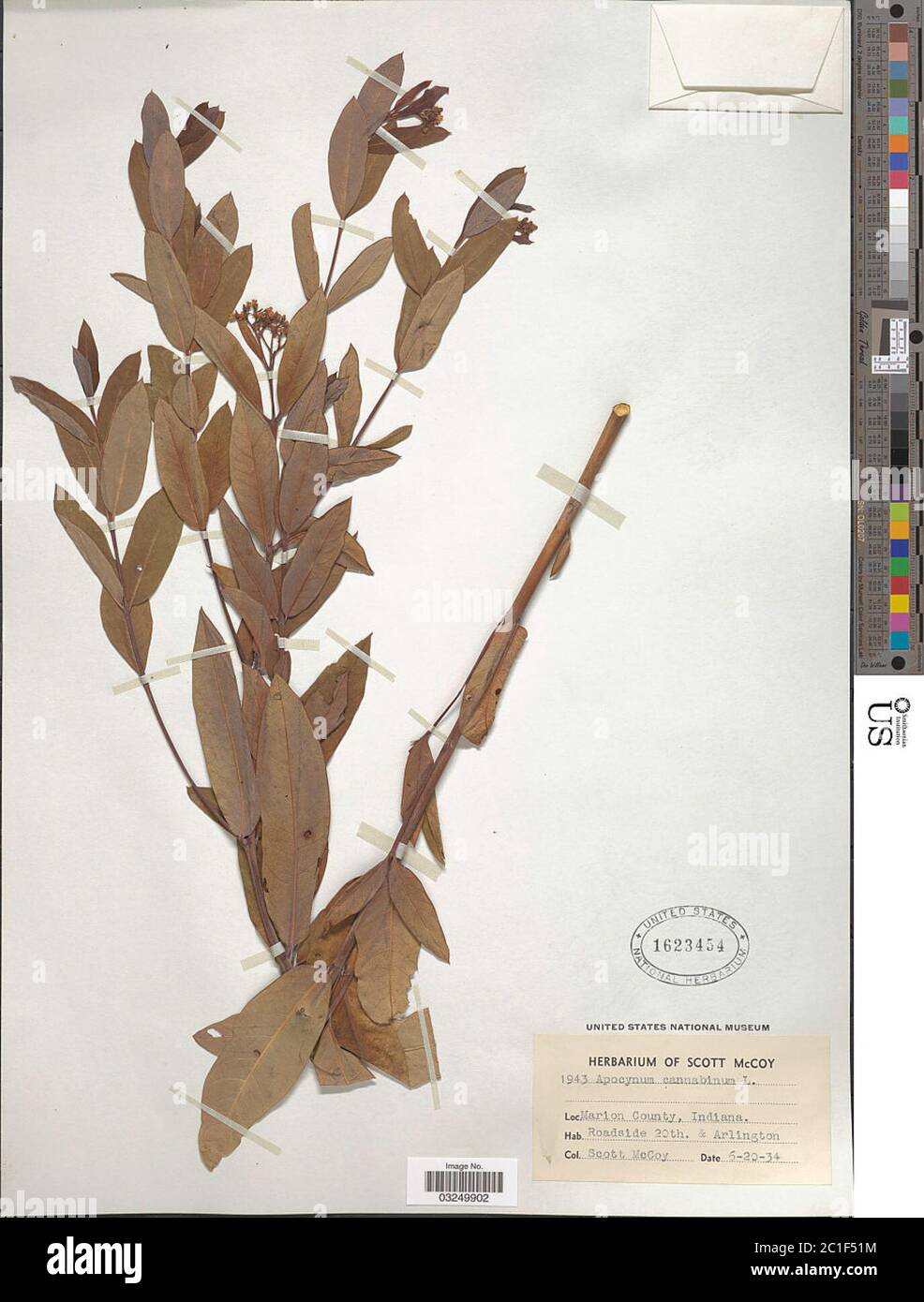 Apocynum l hi-res stock photography and images - Alamy