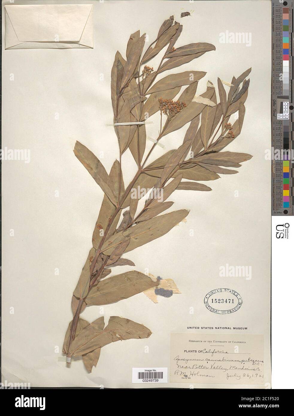 Apocynum l hi-res stock photography and images - Alamy