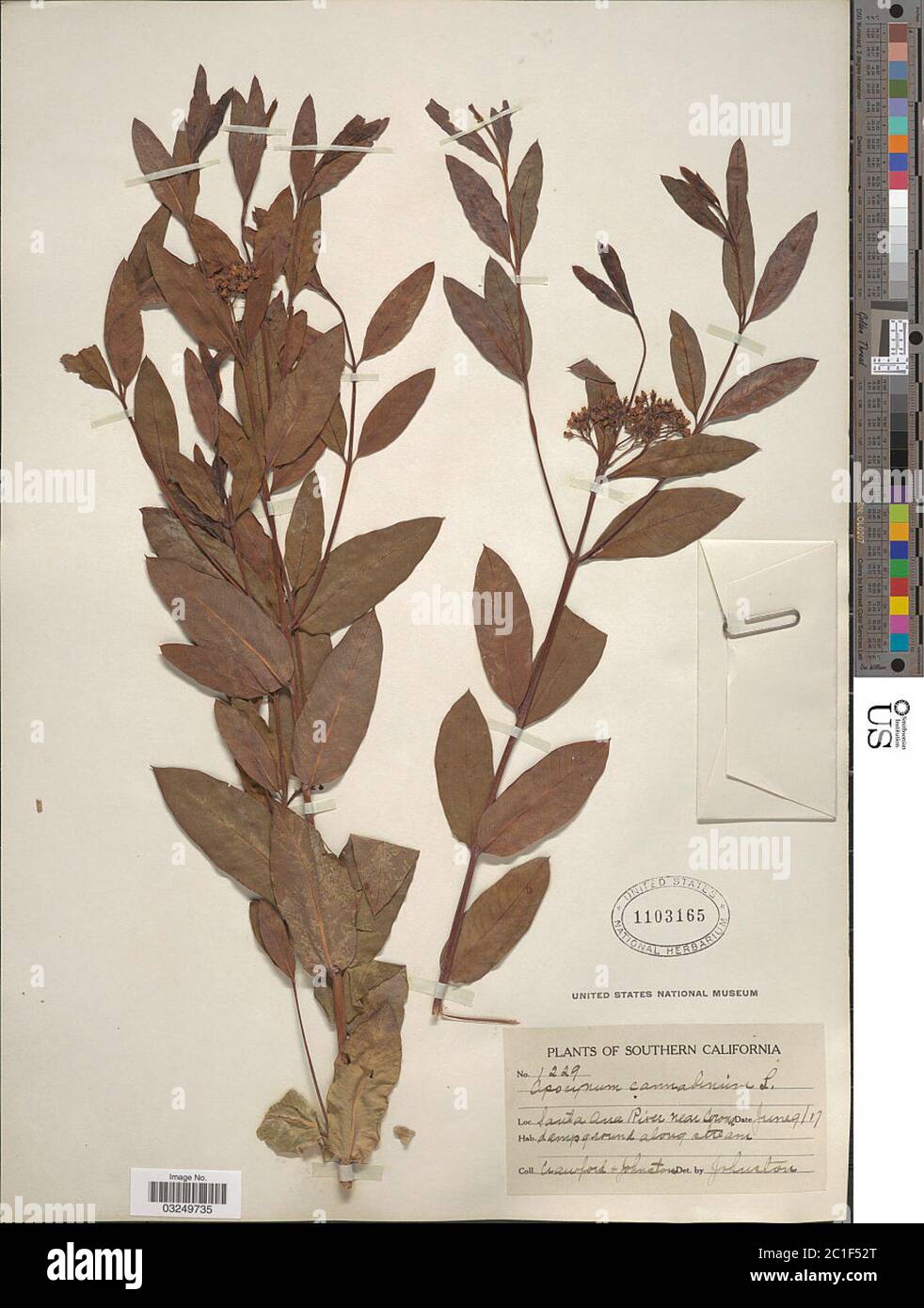Apocynum l hi-res stock photography and images - Alamy