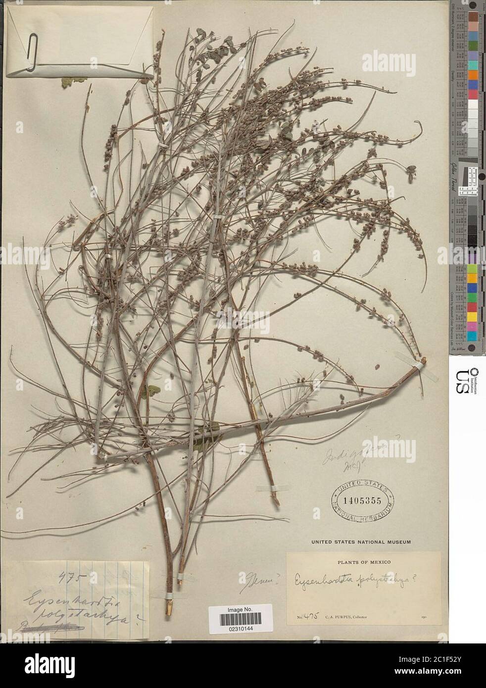 Indigofera sp Indigofera sp Stock Photo - Alamy