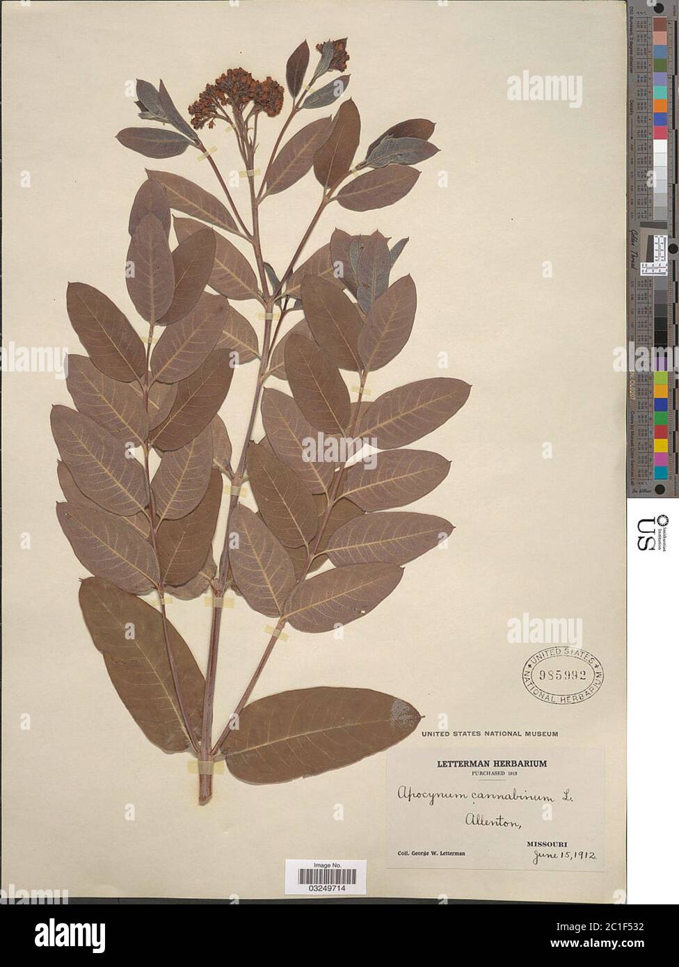 Apocynum l hi-res stock photography and images - Alamy