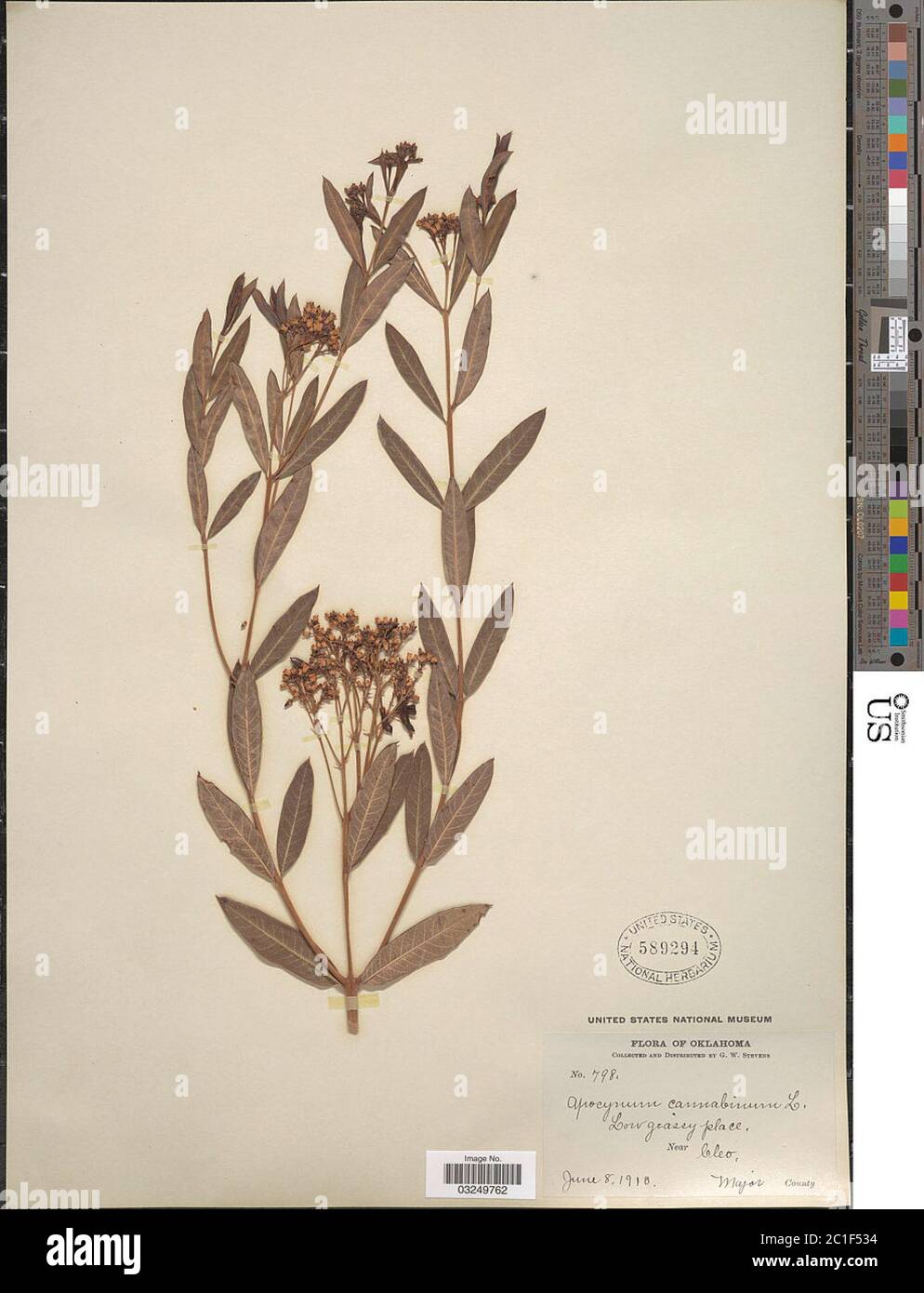 Apocynum species hi-res stock photography and images - Alamy