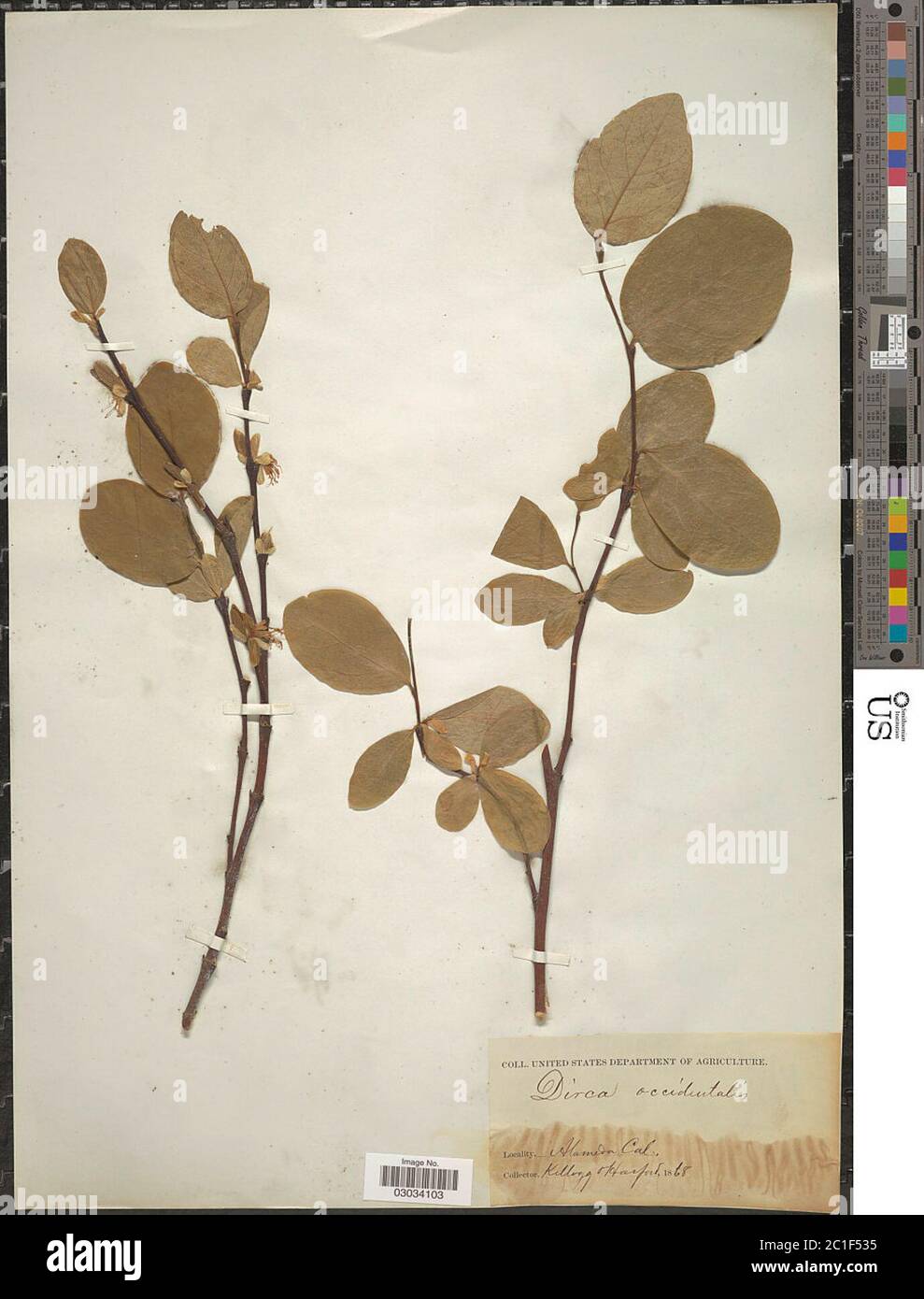 Dirca occidentalis A Gray Dirca occidentalis A Gray Stock Photo - Alamy