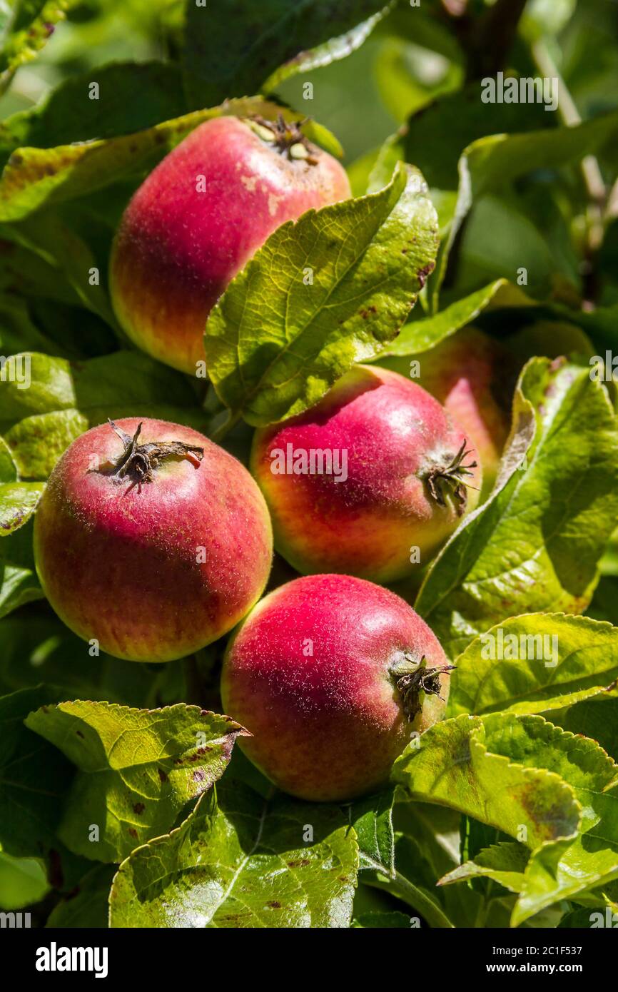 Liberty tree hi-res stock photography and images - Alamy