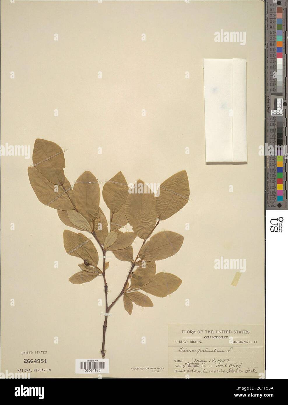 Dirca palustris L Dirca palustris L Stock Photo - Alamy