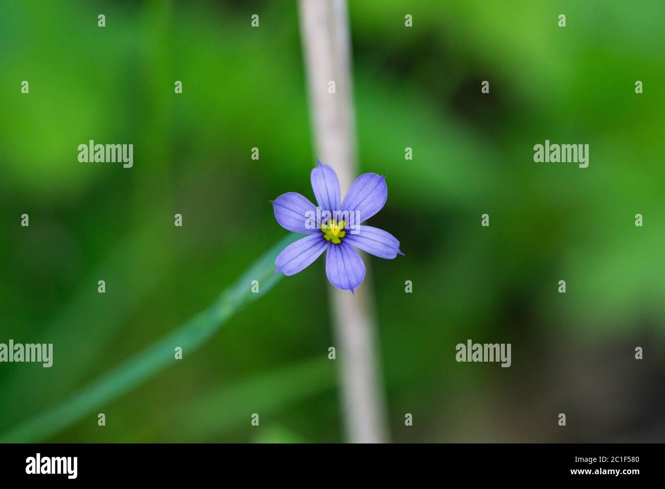 Blue Eyed Grass Flower in Springtime Stock Photo - Alamy