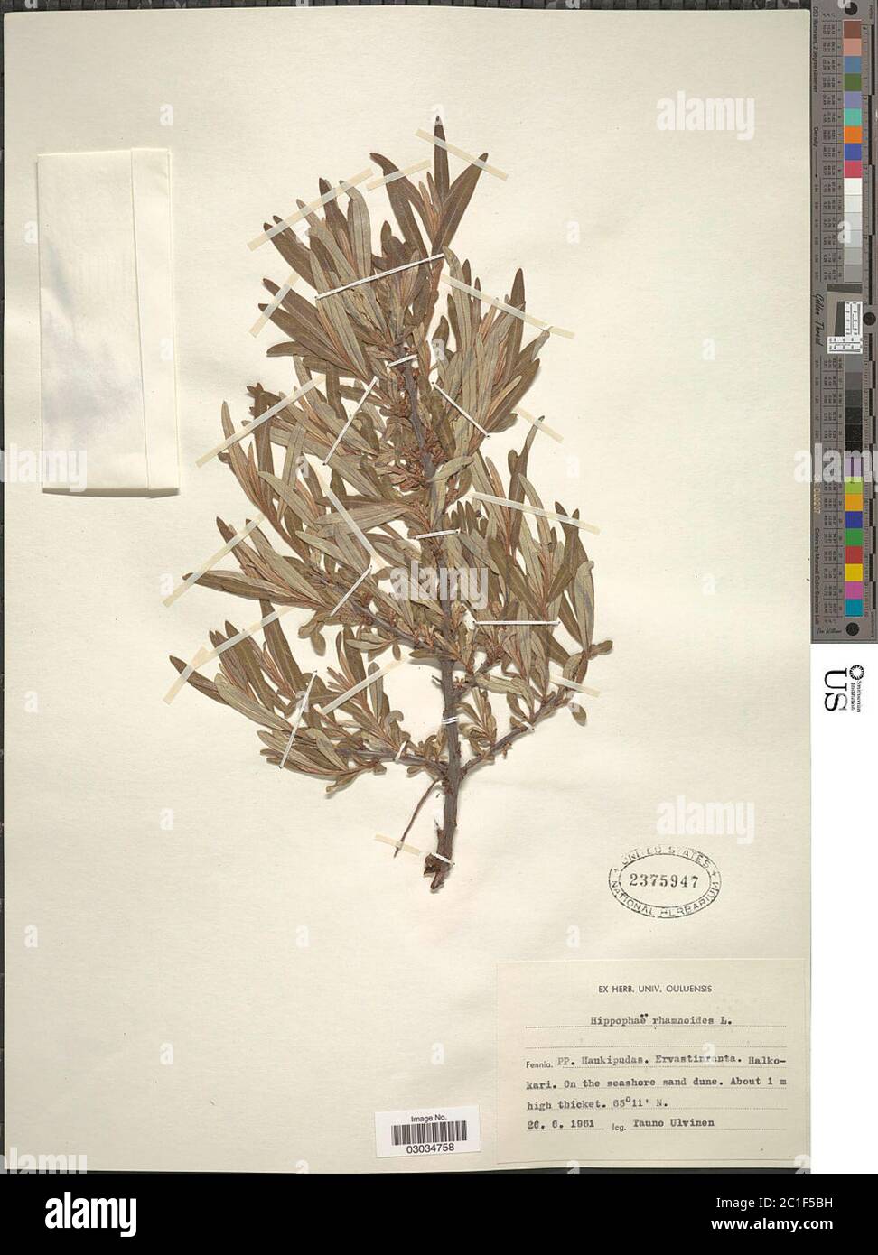 Hippopha rhamnoides hi-res stock photography and images - Alamy