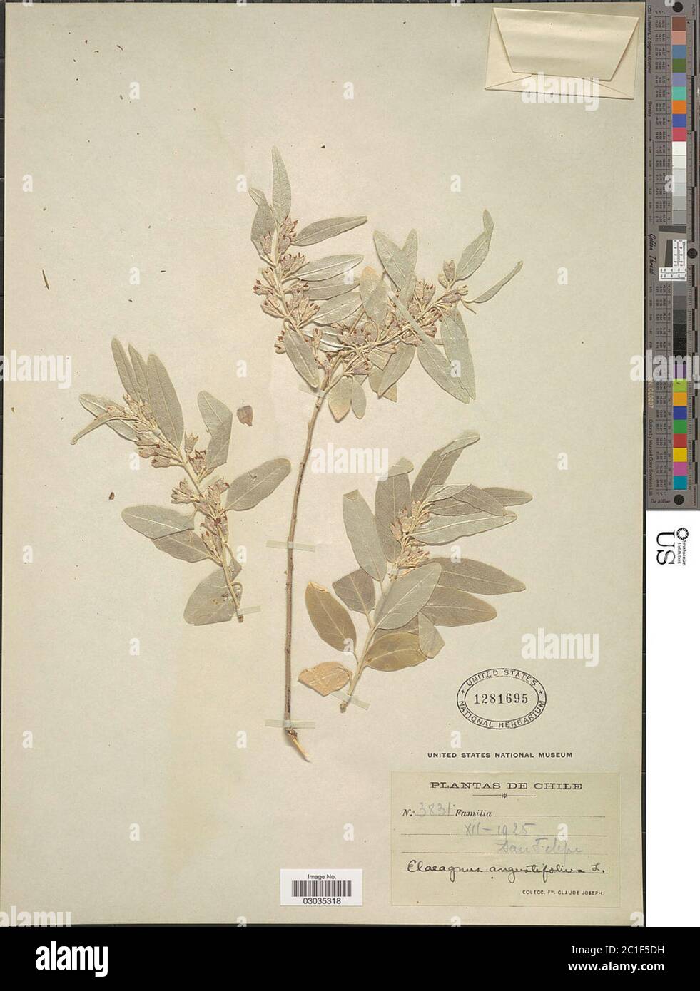 Elaeagnus angustifolia L Elaeagnus angustifolia L Stock Photo - Alamy