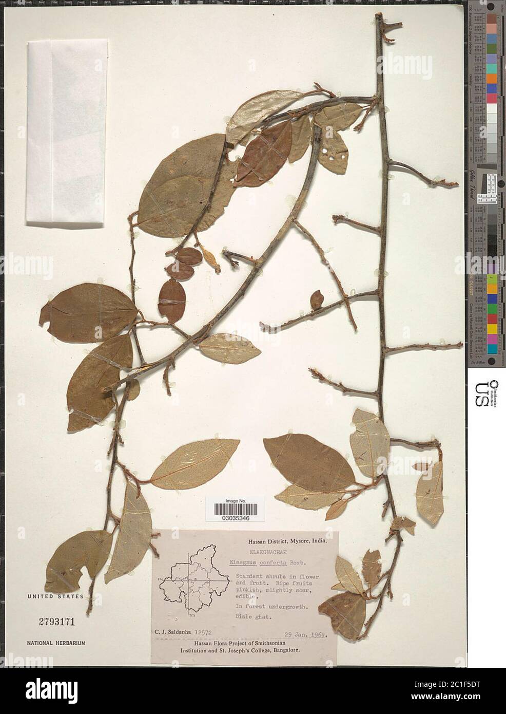 Elaeagnus conferta Roxb Elaeagnus conferta Roxb Stock Photo - Alamy