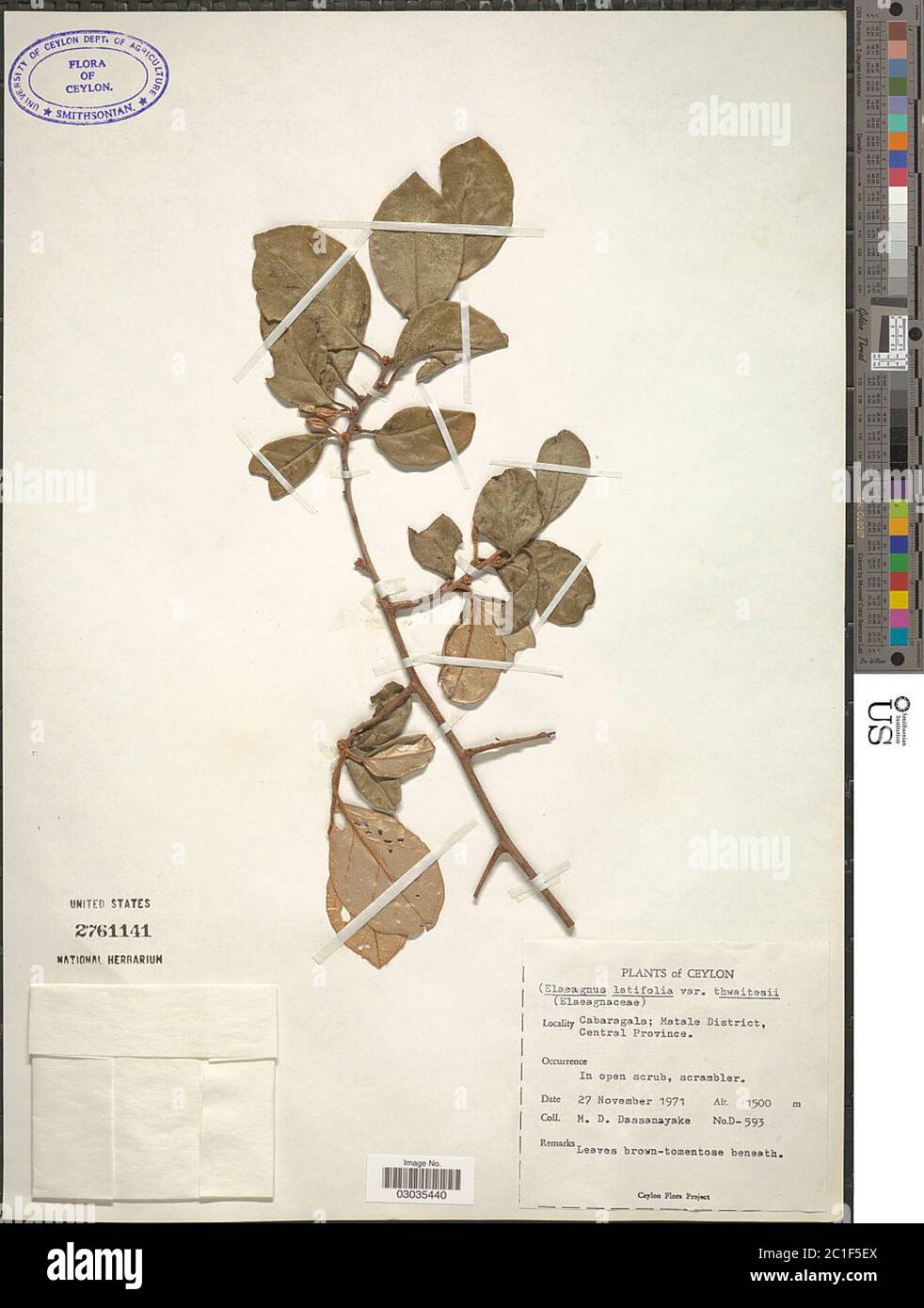 Elaeagnus latifolia L Elaeagnus latifolia L Stock Photo - Alamy