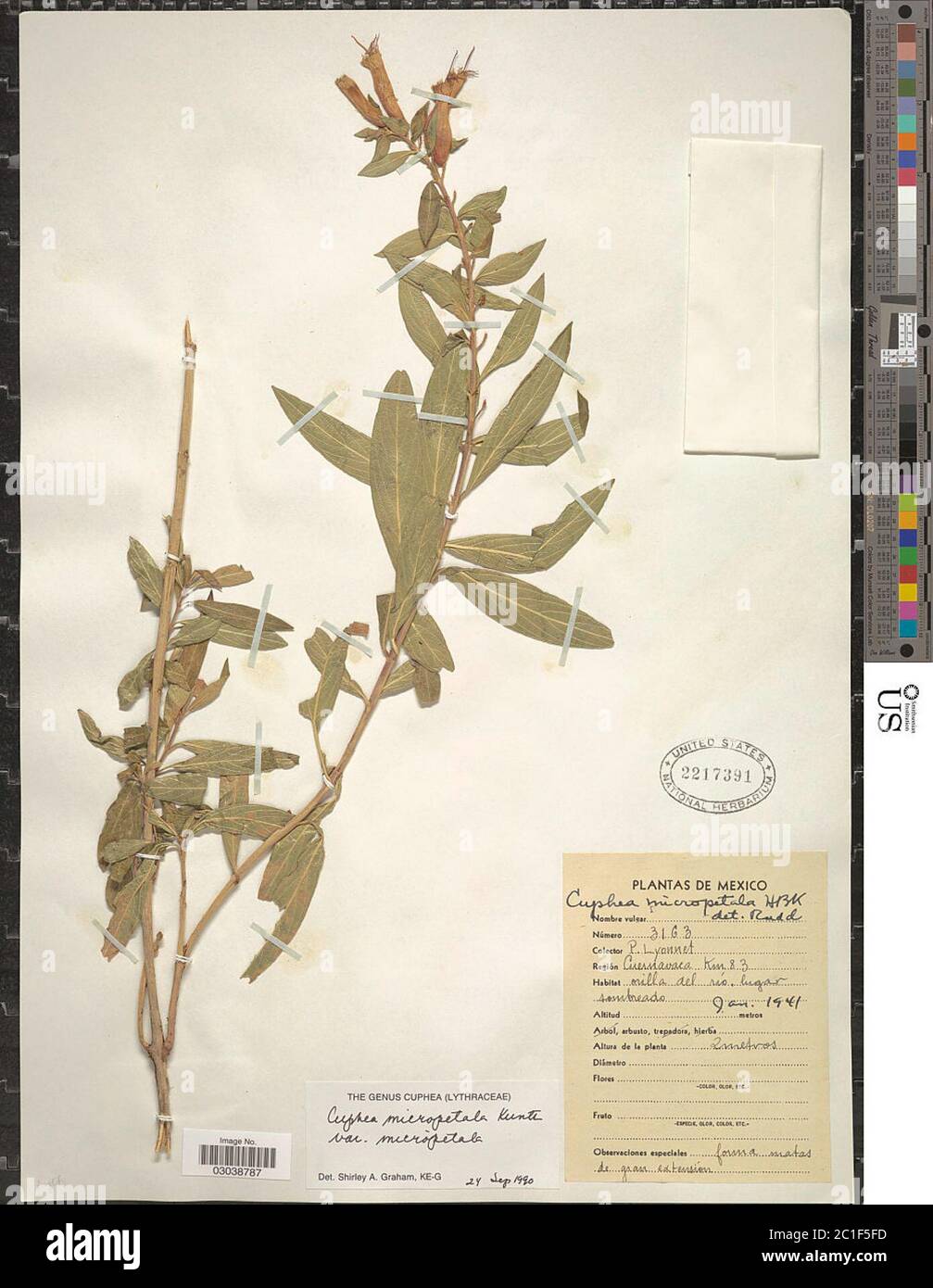 Cuphea micropetala Kunth Cuphea micropetala Kunth Stock Photo - Alamy