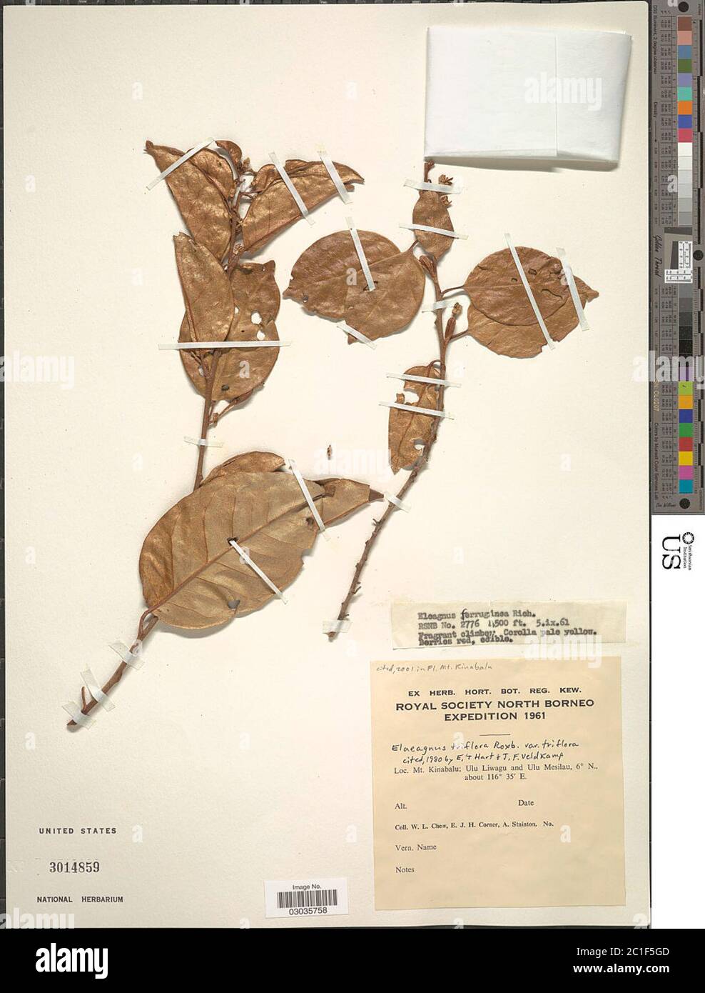 Elaeagnus triflora hi-res stock photography and images - Alamy