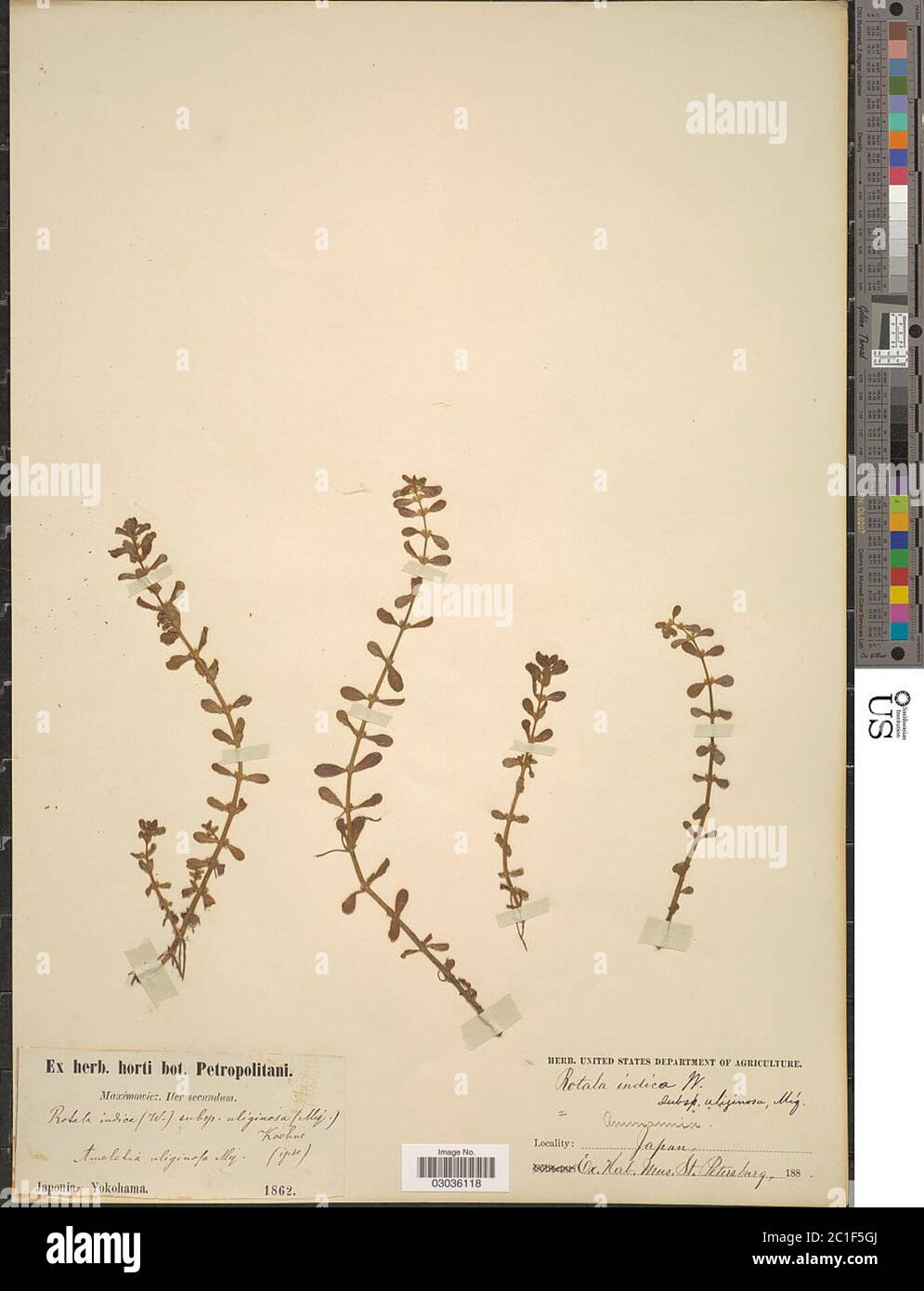 Rotala indica hi-res stock photography and images - Alamy