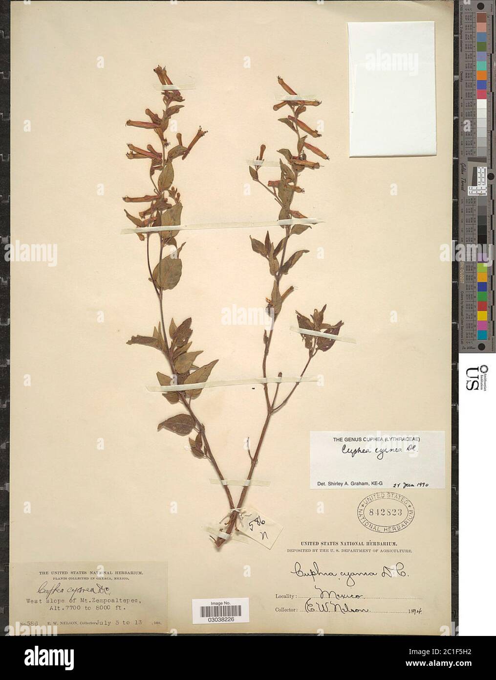 Cuphea cyanea hi-res stock photography and images - Alamy