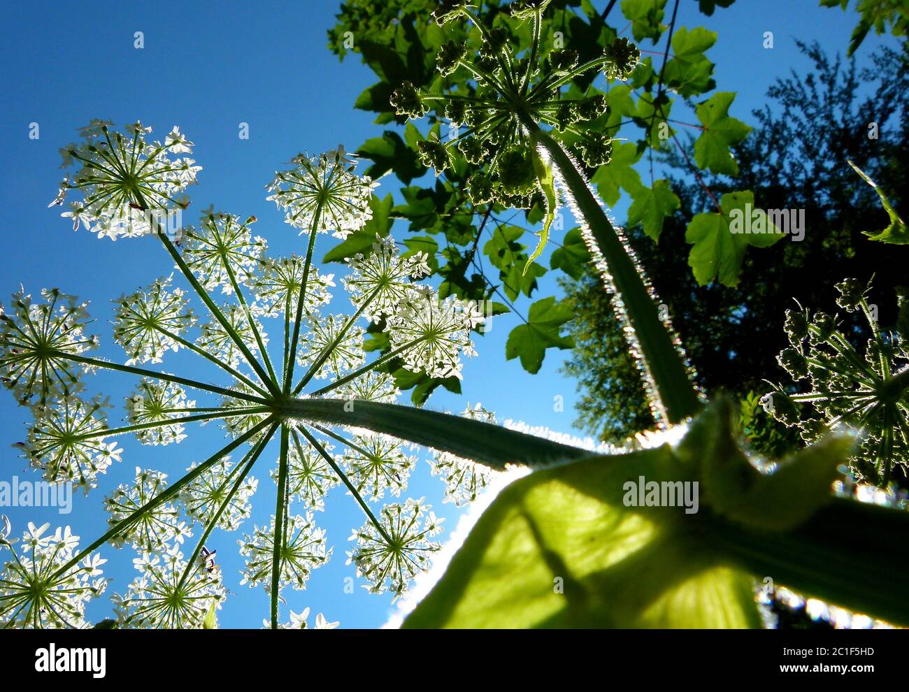 Inflorescence of the umbellifer from below in the backlight hi-res ...