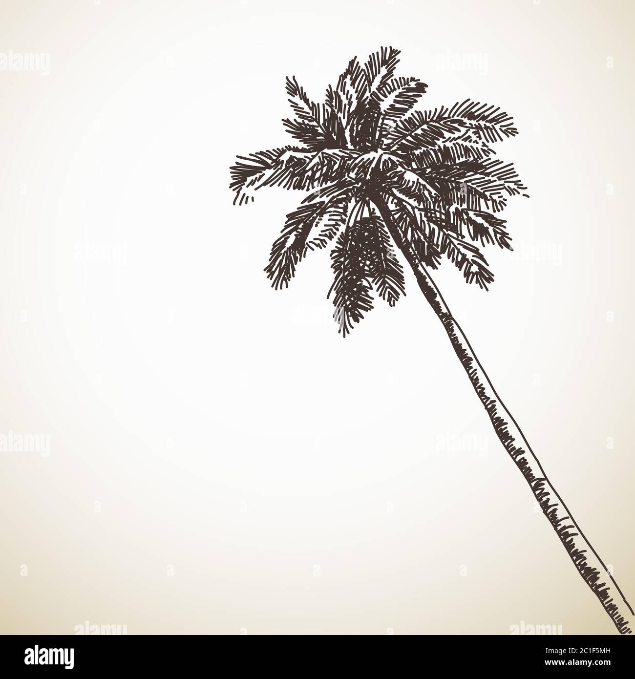 Sketch of palm tree, Hand drawn illustration, Vector Stock Vector Image ...