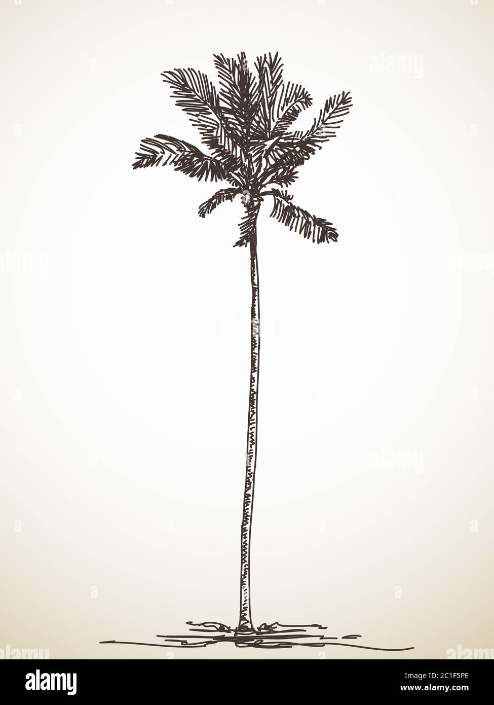 Sketch of palm tree, Hand drawn illustration, Vector Stock Vector Image ...