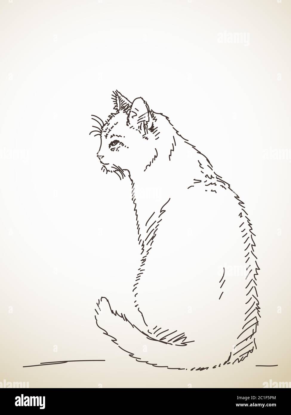 Sketch of cat, Hand drawn illustration Stock Vector Image & Art - Alamy