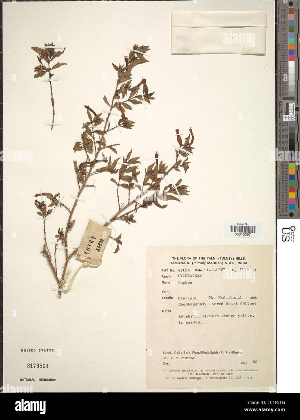 Cuphea sp Cuphea sp Stock Photo - Alamy