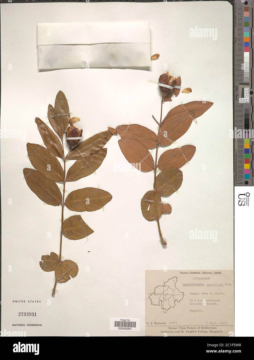 Lagerstroemia parviflora Roxb Lagerstroemia parviflora Roxb Stock Photo ...